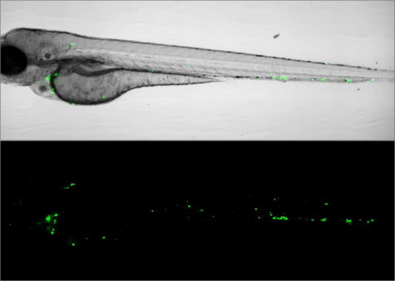 Zebrafish fluorescence microscopy imaging - ACQUIFER Imaging