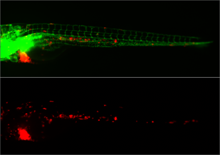 Zebrafish fluorescence microscopy imaging - ACQUIFER Imaging