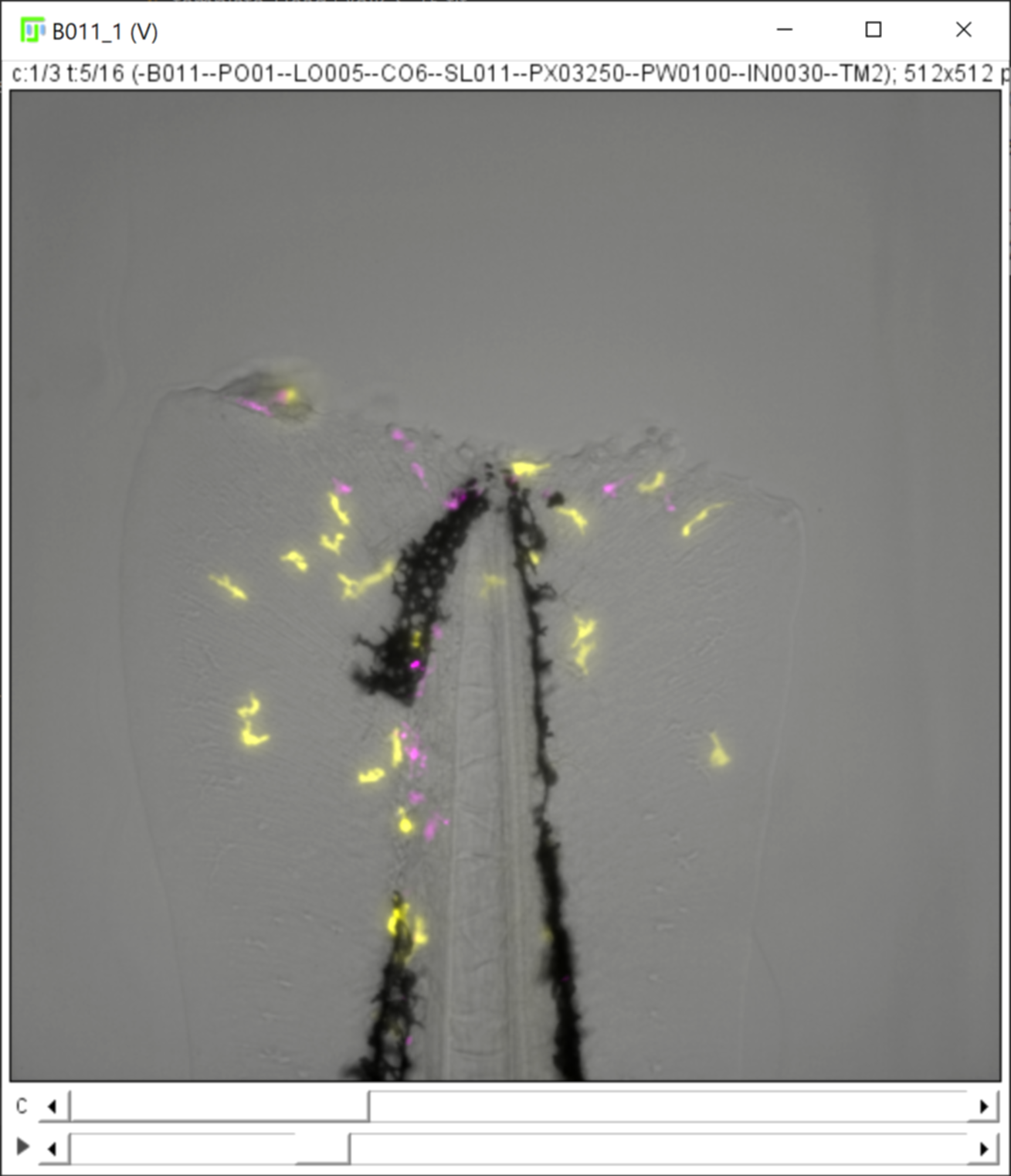 Hyperstack Fiji plugins - ACQUIFER Imaging